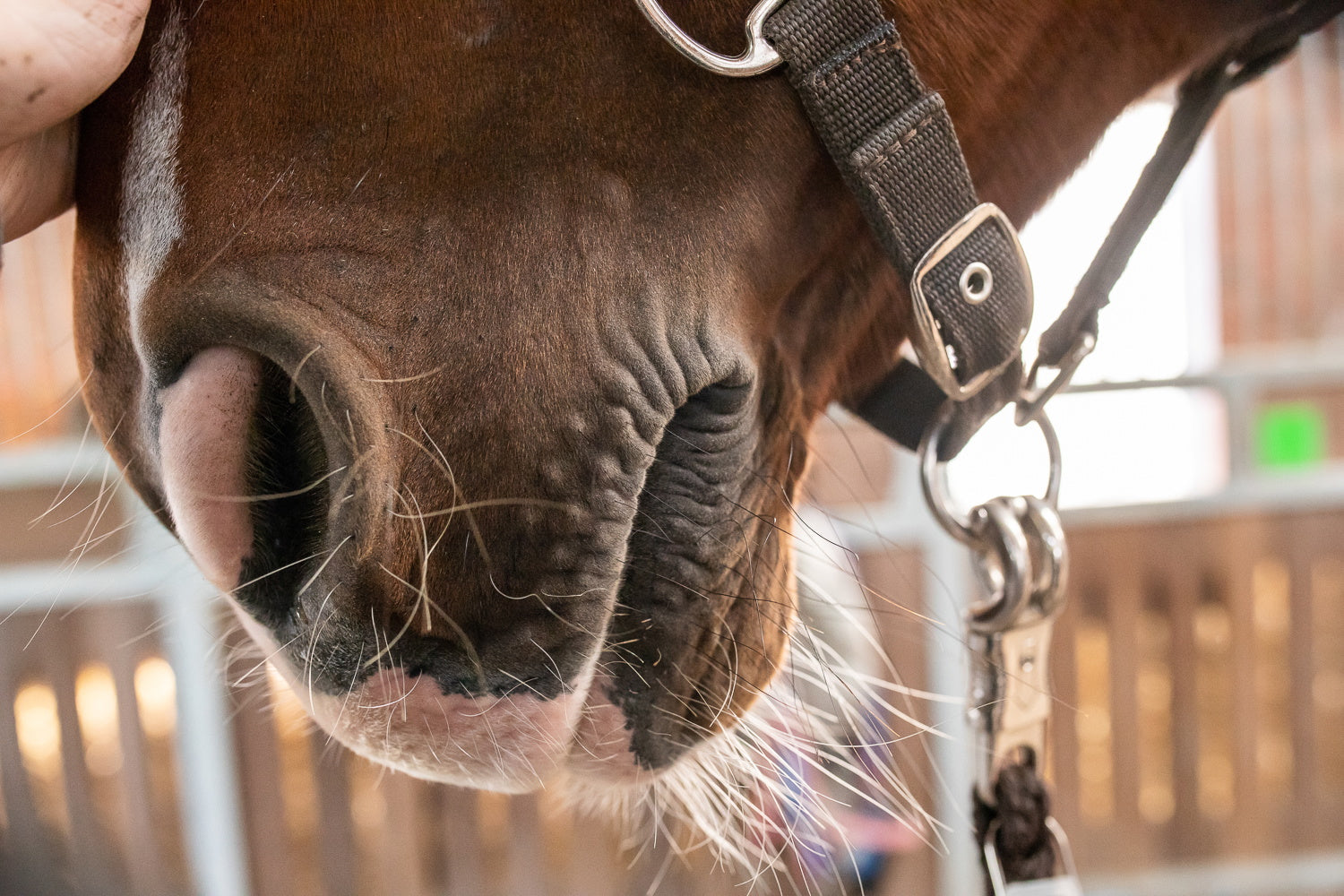 The right bit after bit sores | SPRENGER Horse