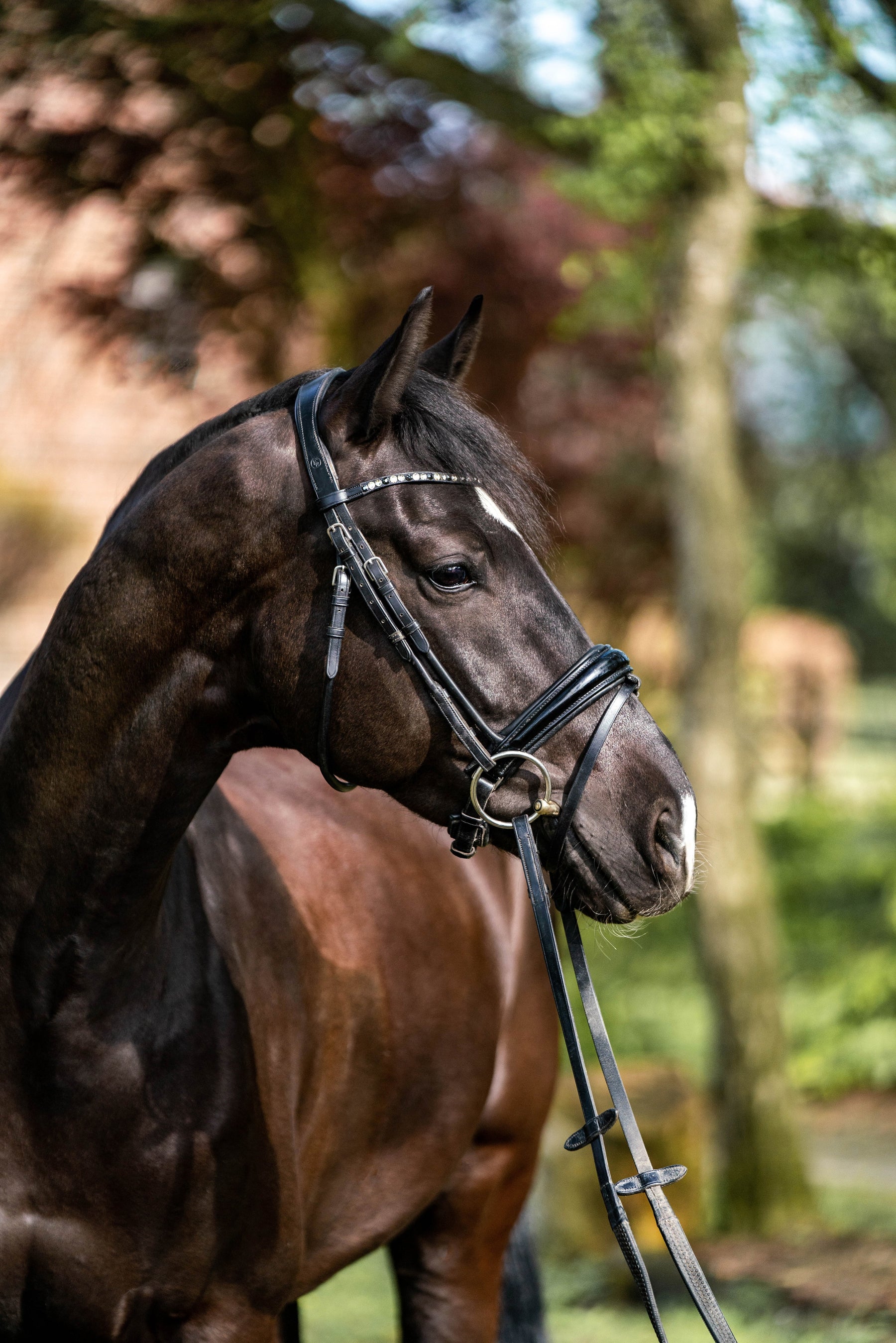 Welches Gebiss zum Anreiten | SPRENGER Pferd